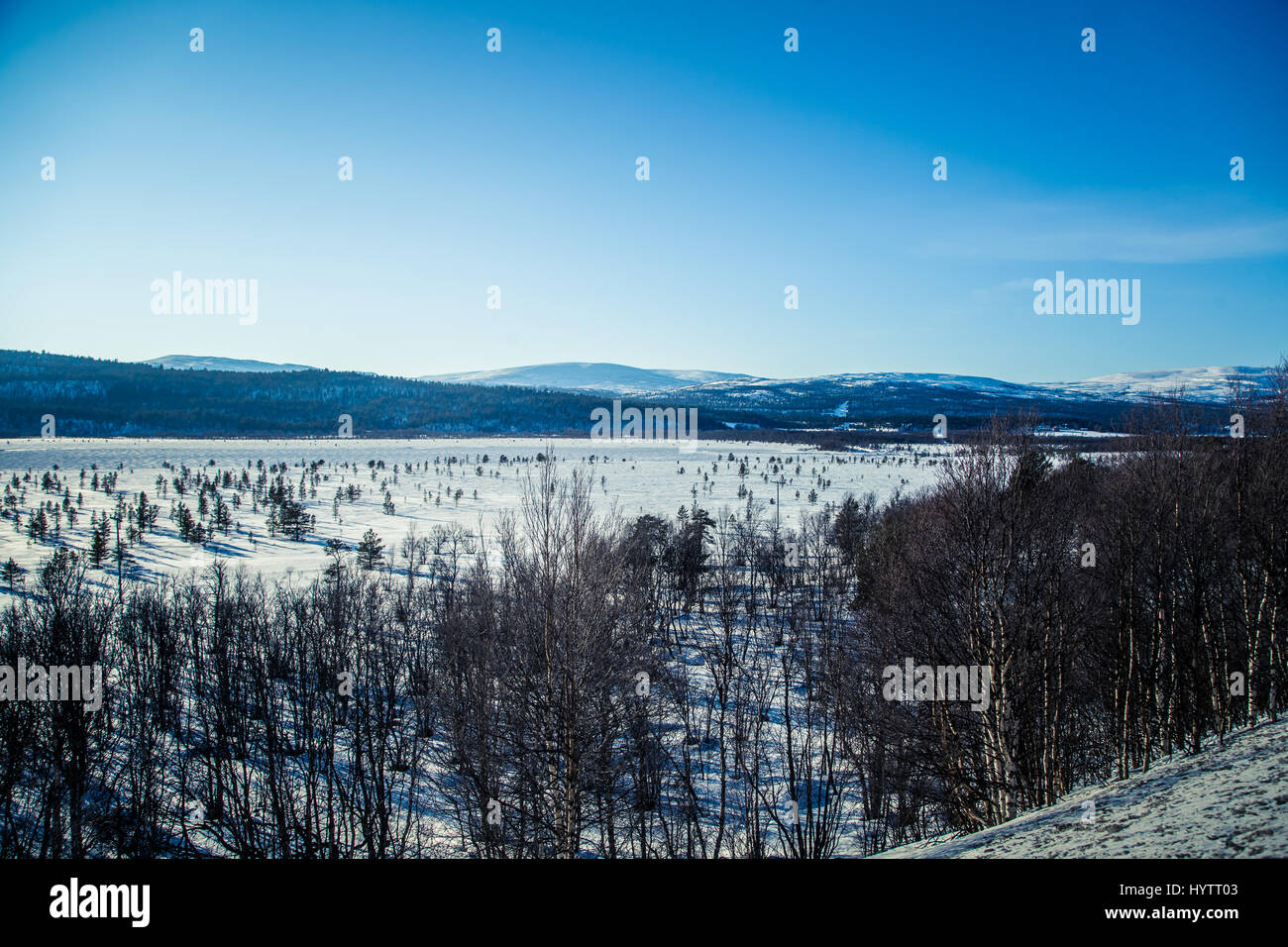 A beautiful white landscape of a frozen swamp with some trees and ...