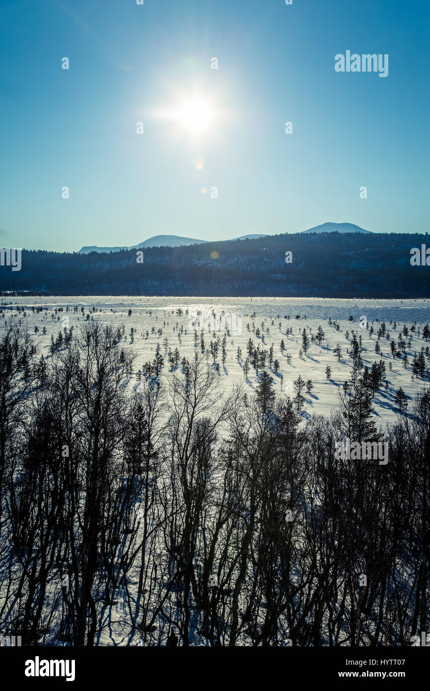 A beautiful white landscape of a frozen swamp with some trees and ...