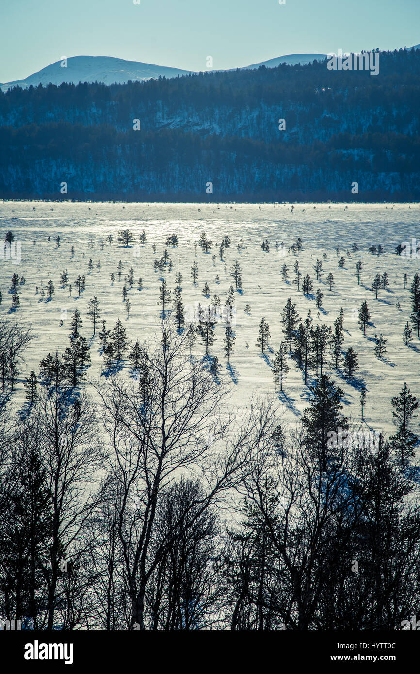 A beautiful white landscape of a frozen swamp with some trees and ...