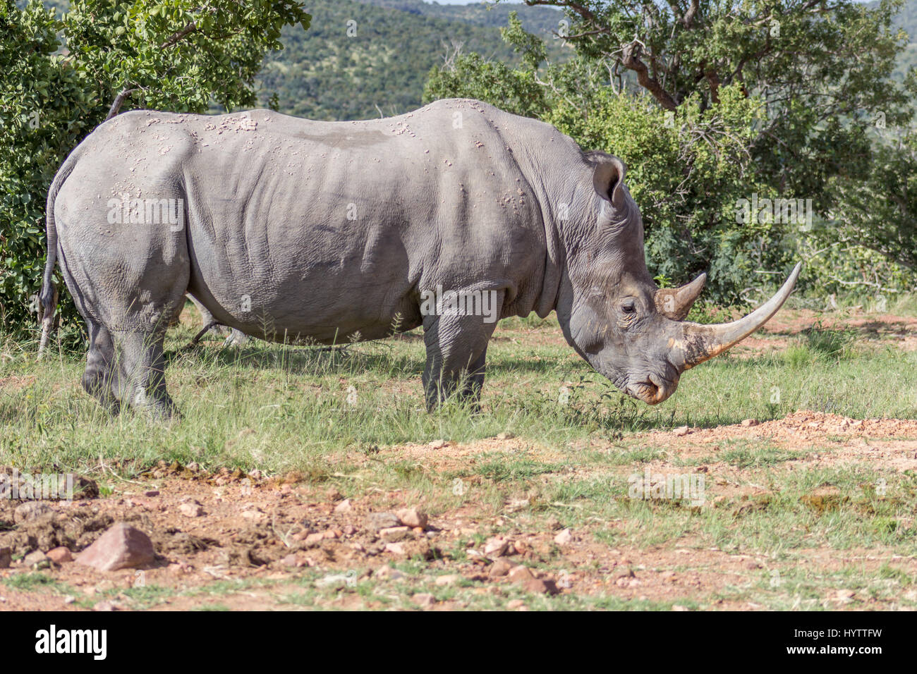 An adult white rhino bull in the Marakele national park, south africa ...