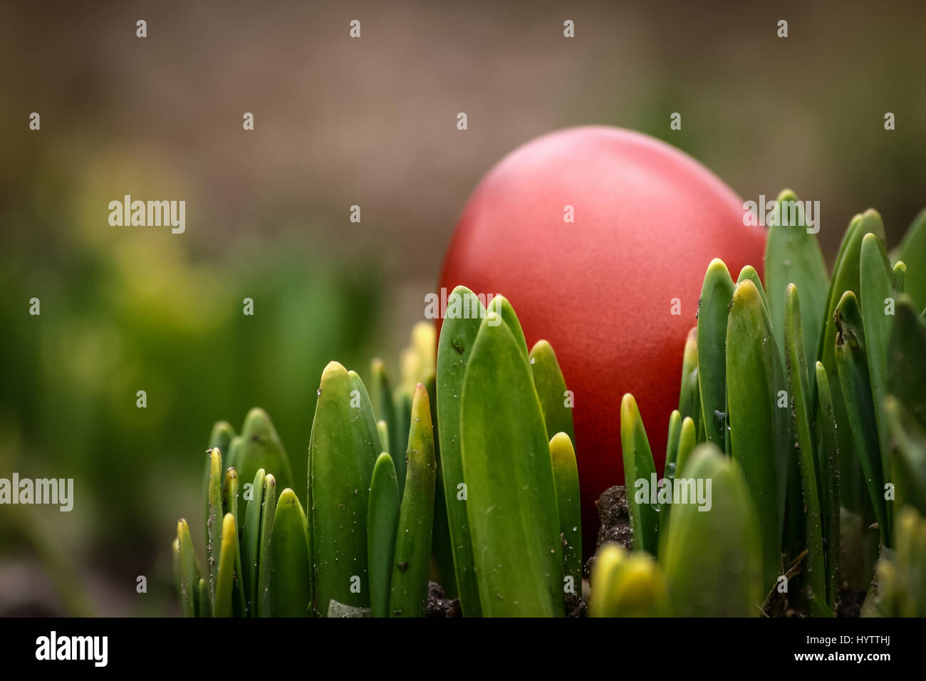 Beautiful red colored Easter eggs in the garden Stock Photo - Alamy