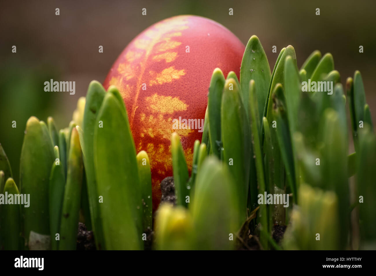 Beautiful red colored Easter eggs in the garden Stock Photo - Alamy