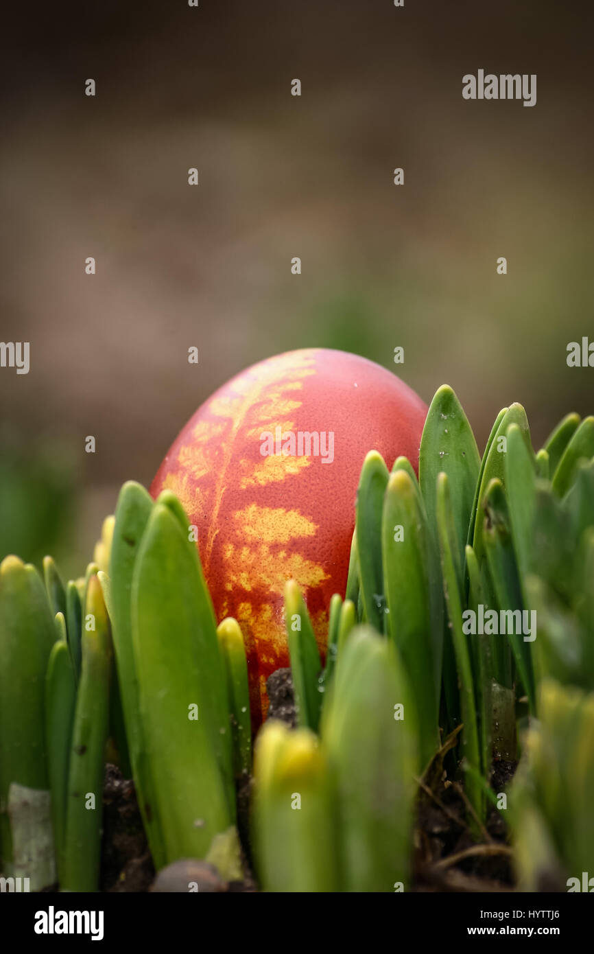 Beautiful red colored Easter eggs in the garden Stock Photo - Alamy
