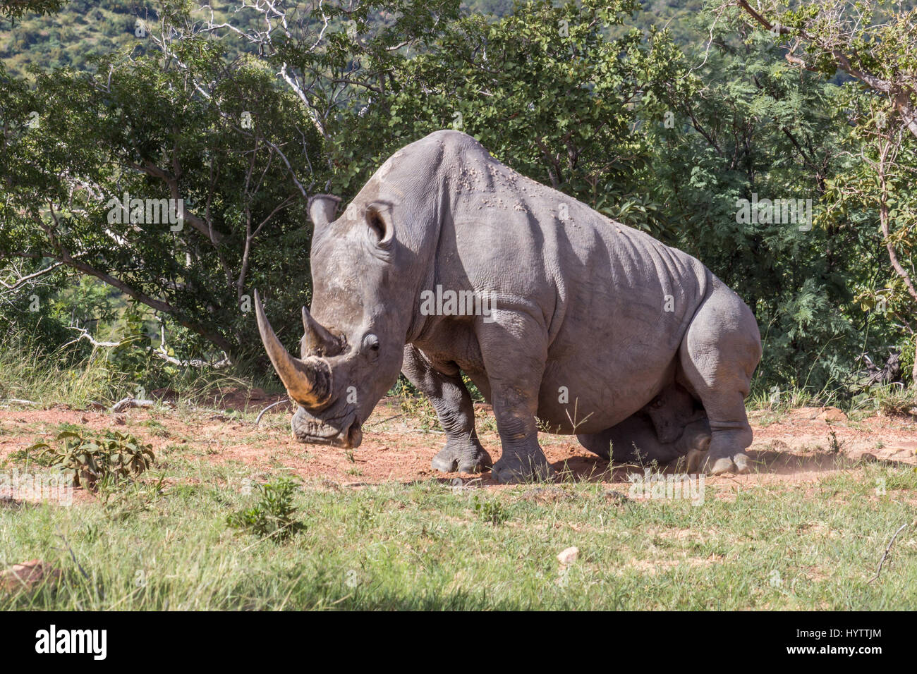 An adult white rhino bull resting in the Marakele national park, south ...