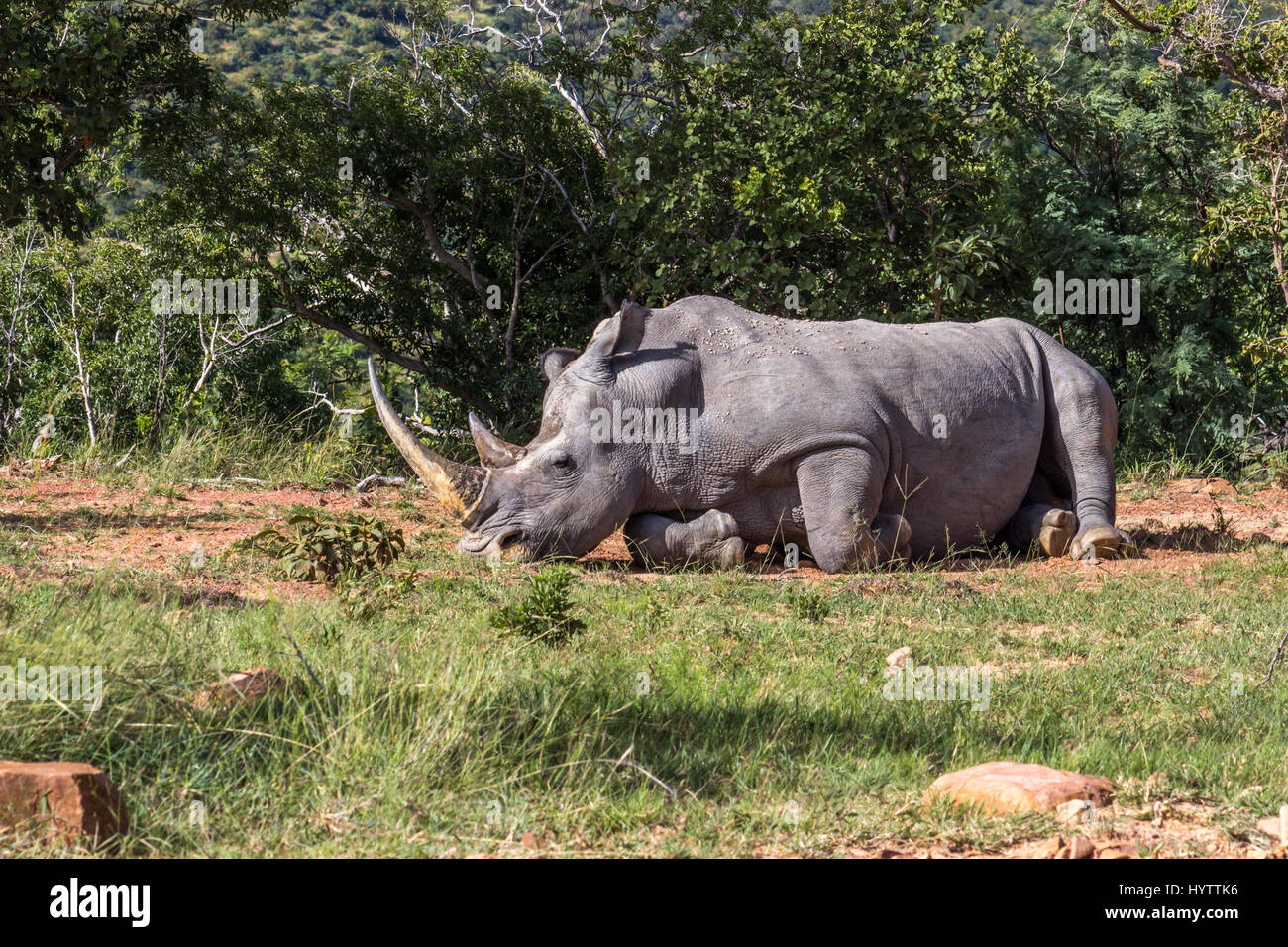 An adult white rhino bull resting in the Marakele national park, south ...