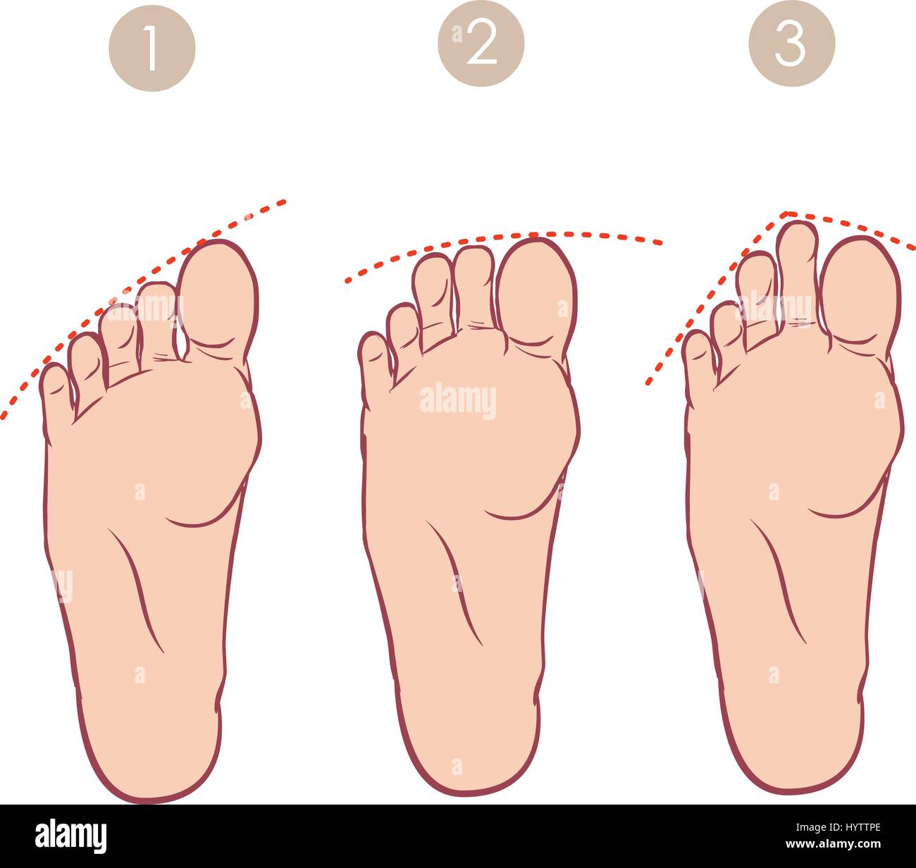 Vector illustration of a Form of toes Stock Vector Image & Art - Alamy