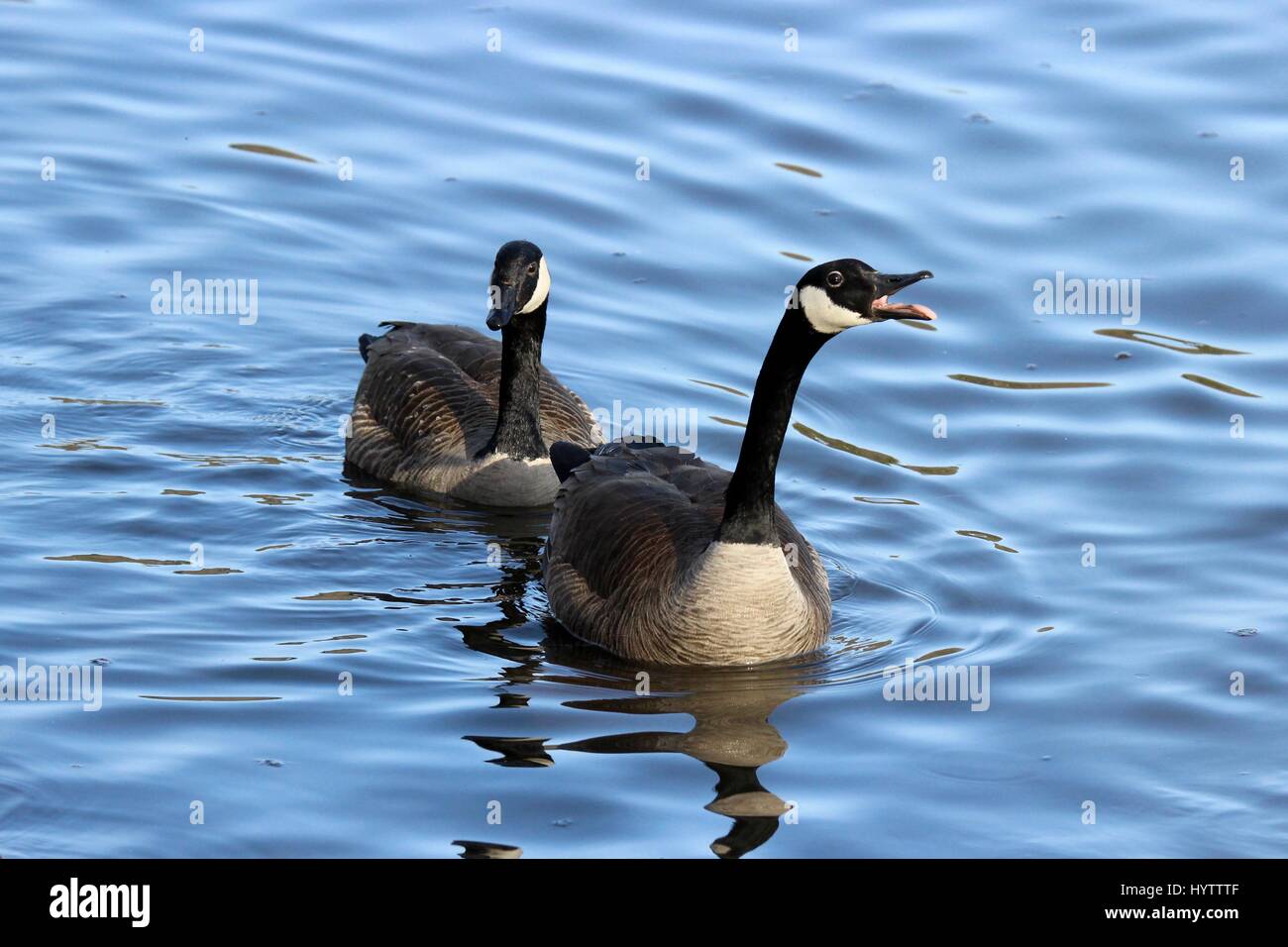 Honking geese hi-res stock photography and images - Alamy