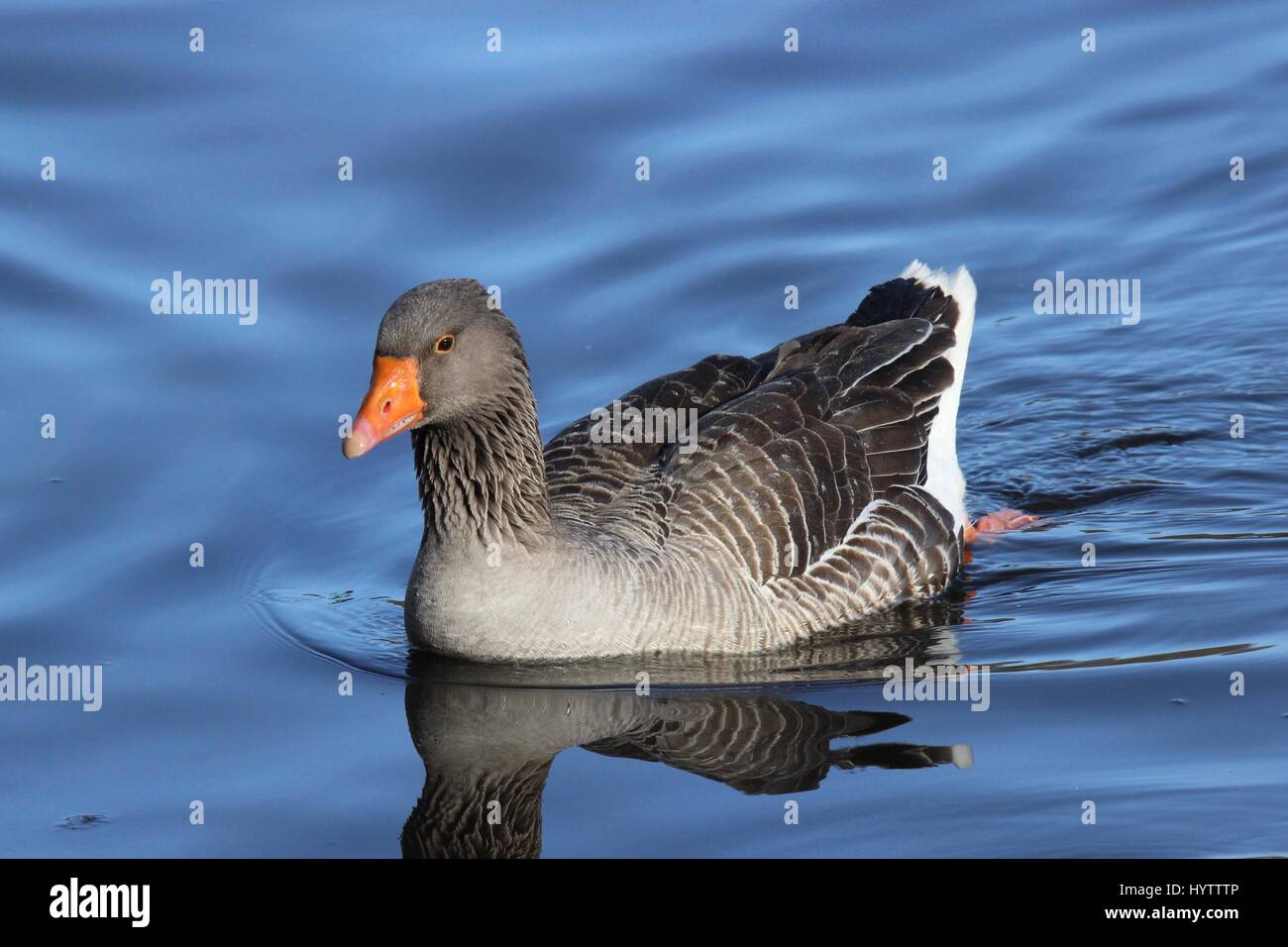 Barnyard Goose High Resolution Stock Photography and Images - Alamy