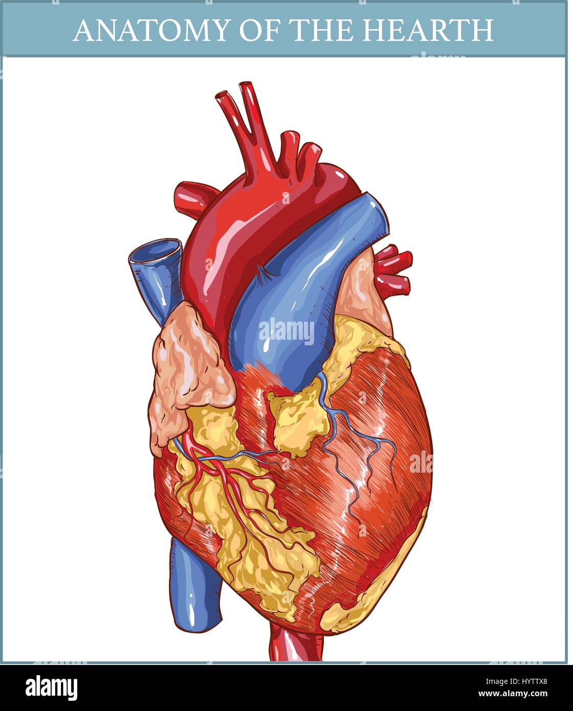 Cardiac conduction system hi-res stock photography and images - Alamy