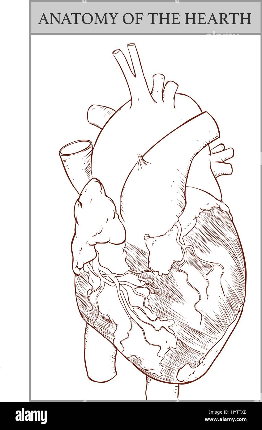 Heart anatomy conduction system hi-res stock photography and images - Alamy