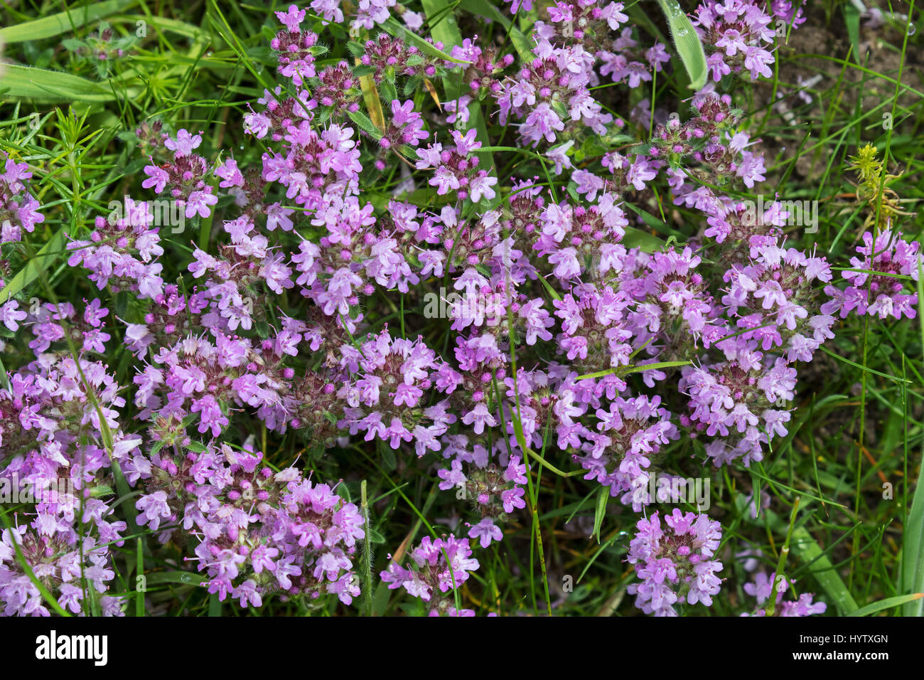 Wild thyme Thymus polytrichus mass growing on chalk downland Noar Hill ...