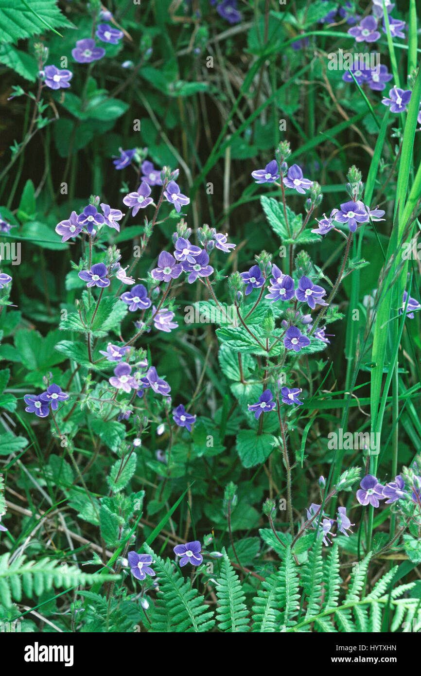 Germander speedwell Veronica chamaedrys Stock Photo - Alamy