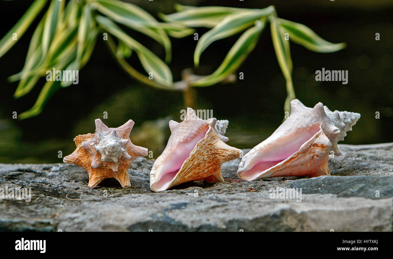 Summer seashells hi-res stock photography and images - Alamy