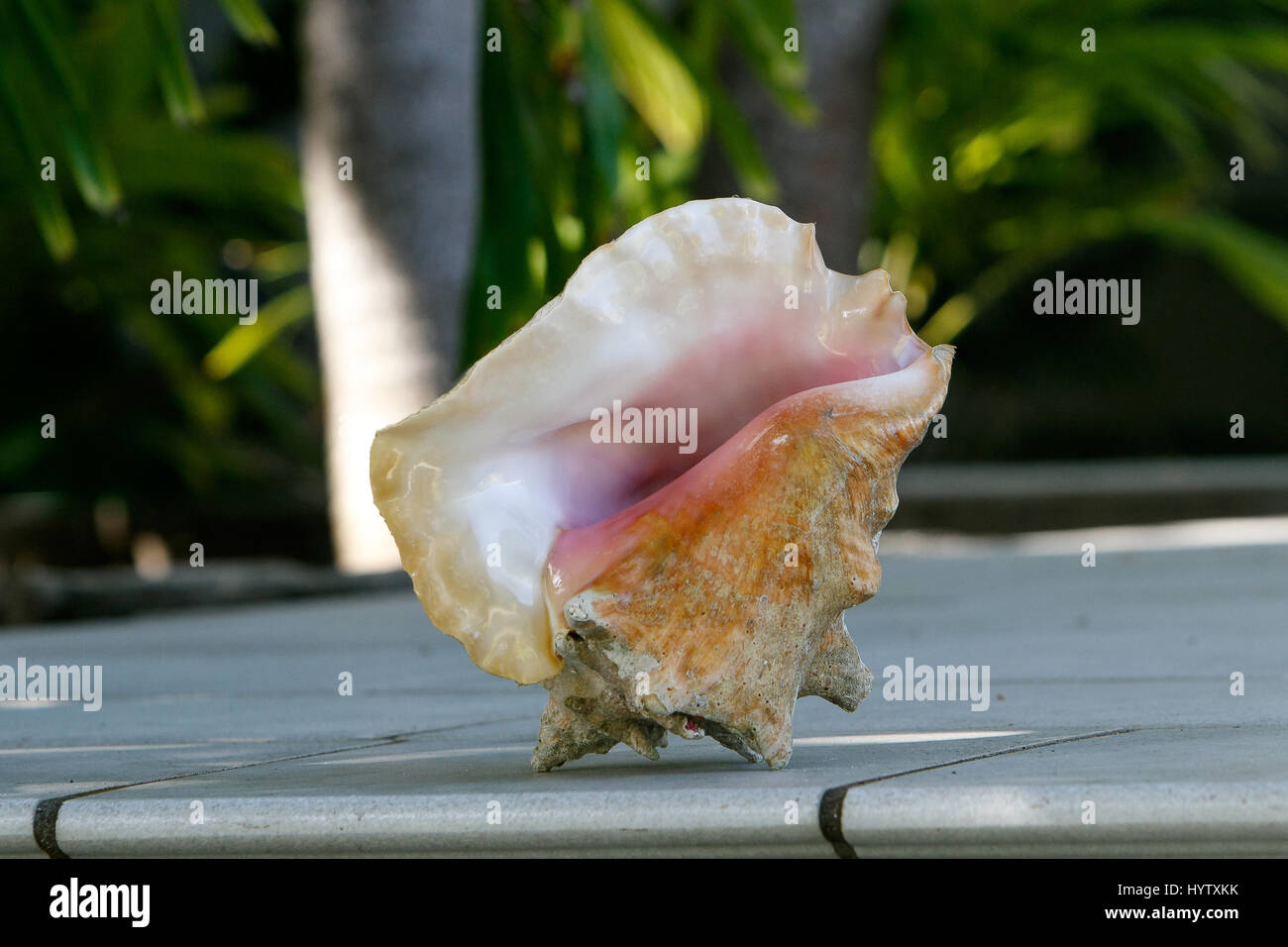 Single large conch shell on tiles Stock Photo - Alamy