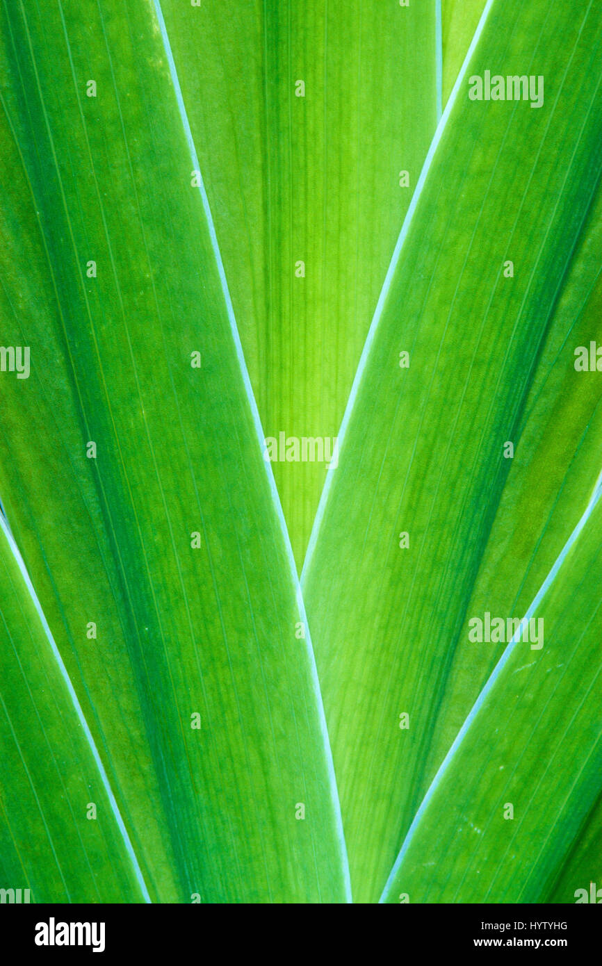 macro of iris leaves making a v shape Stock Photo - Alamy