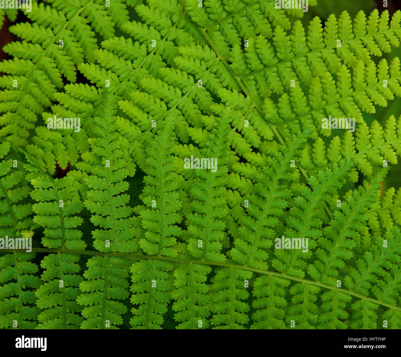 Mountain wood fern hi-res stock photography and images - Alamy