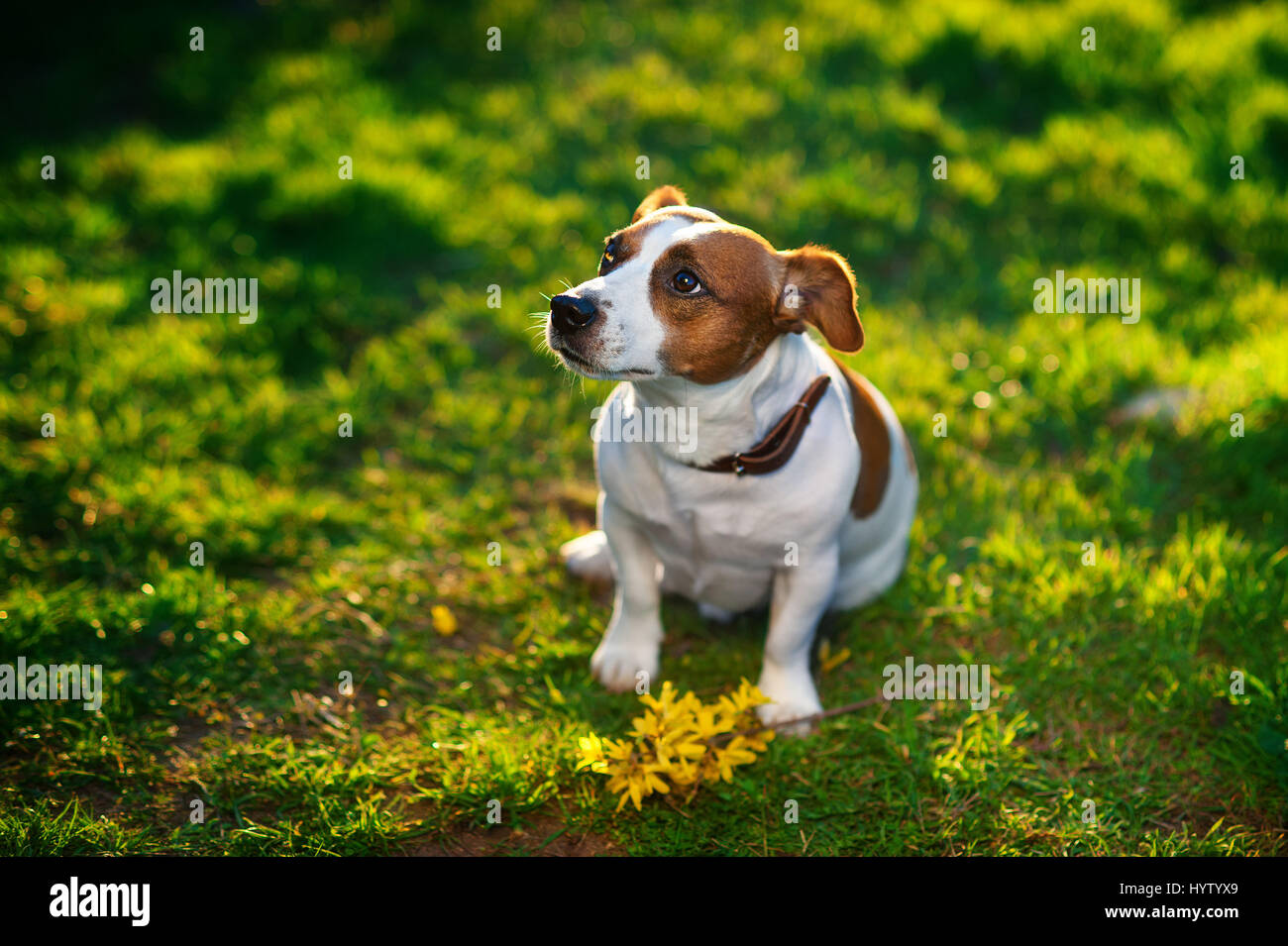 Jack Russell Terrier playing outside smiles Stock Photo - Alamy