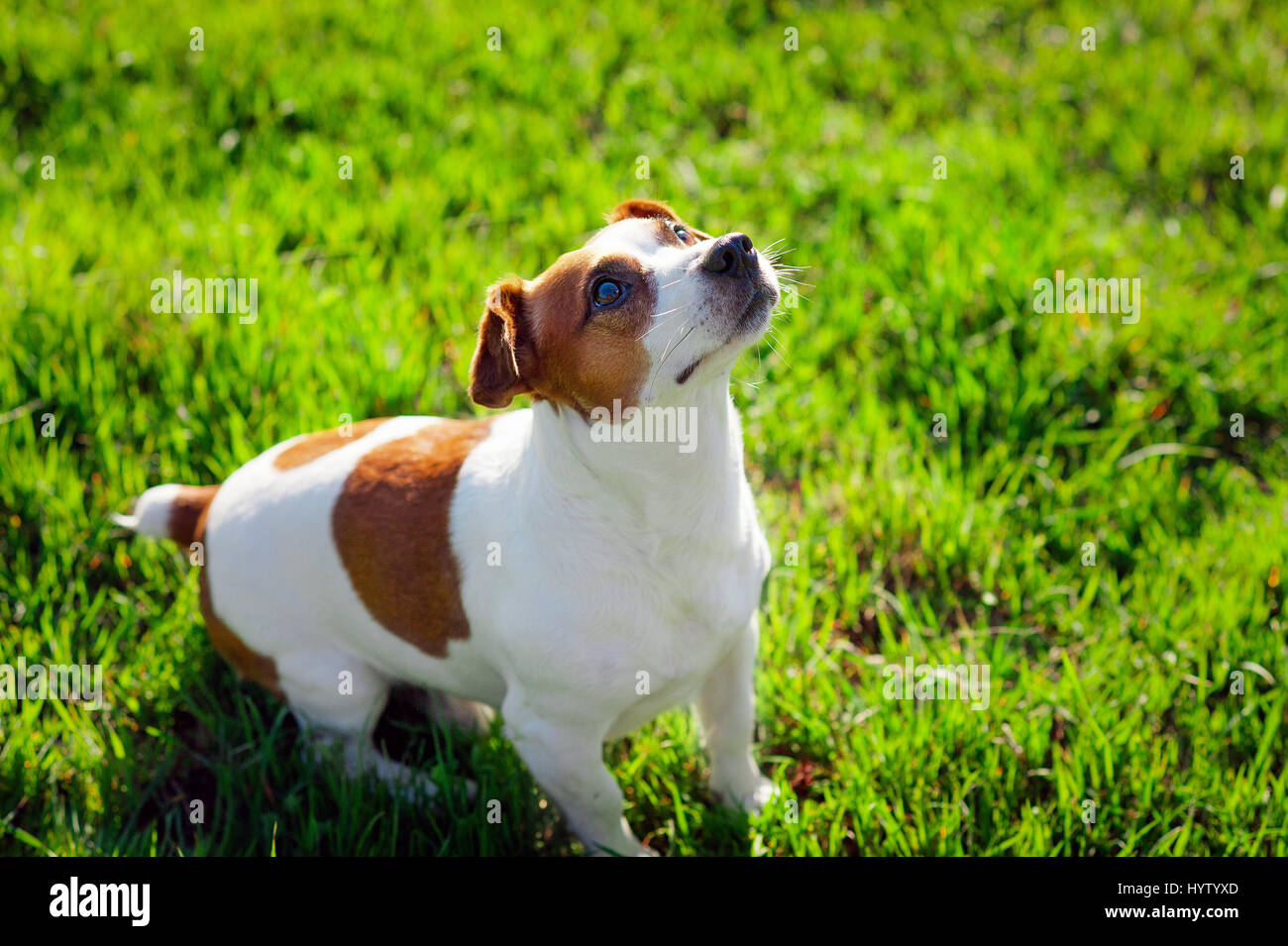 Jack Russell Terrier playing outside smiles Stock Photo - Alamy