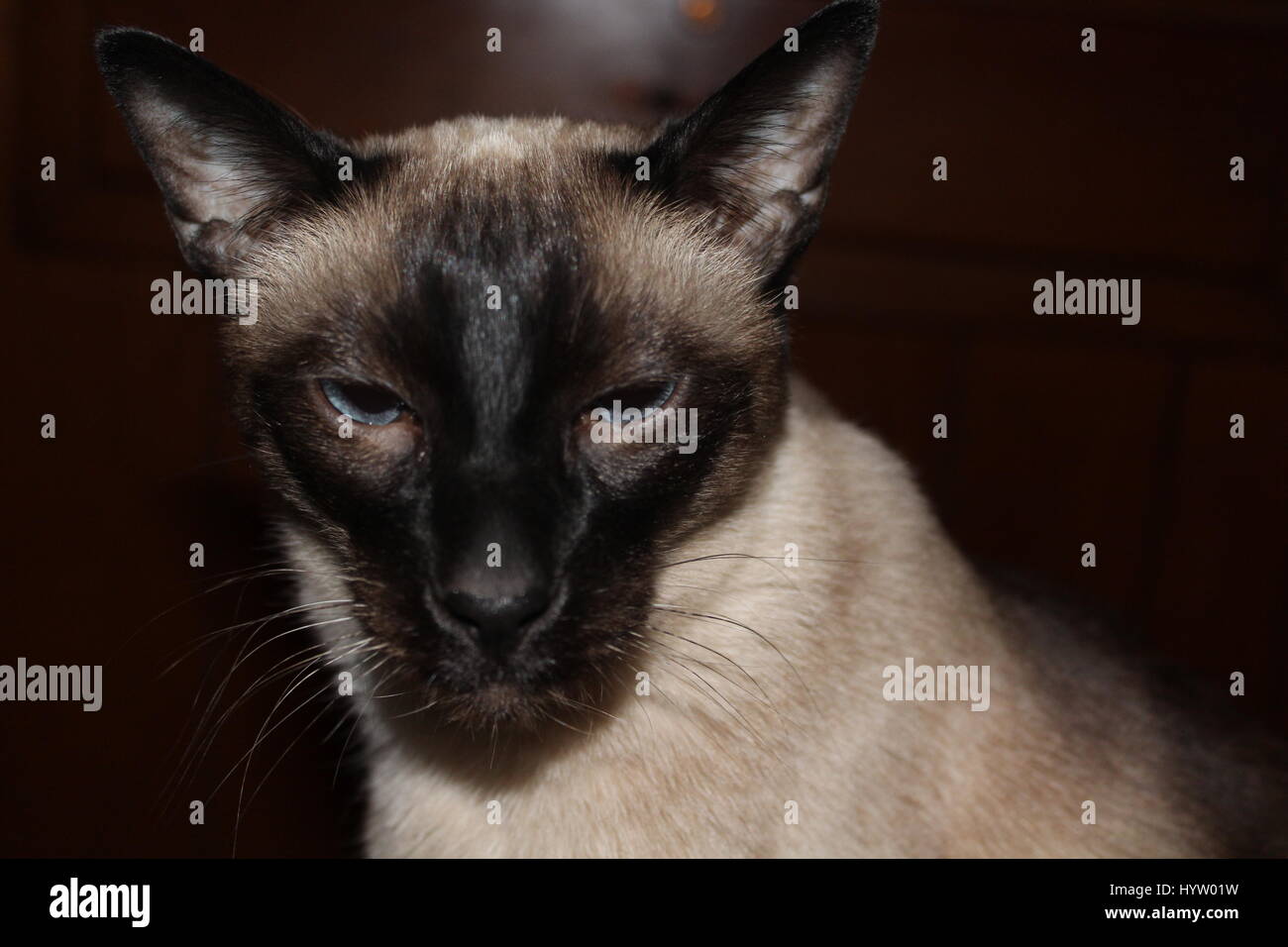 Close look at cat hi-res stock photography and images - Alamy