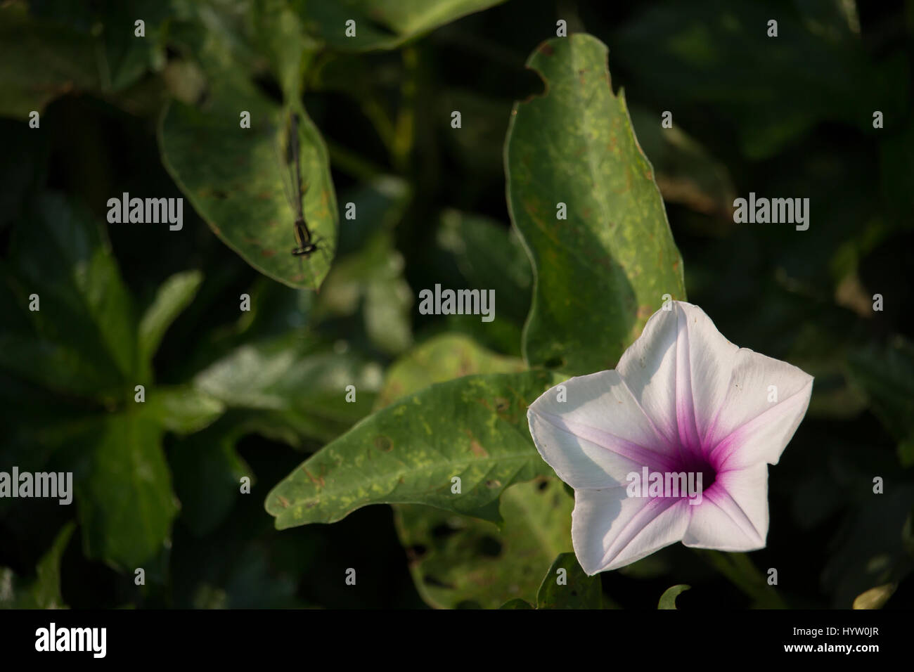 Close up flower of morning glory Stock Photo - Alamy
