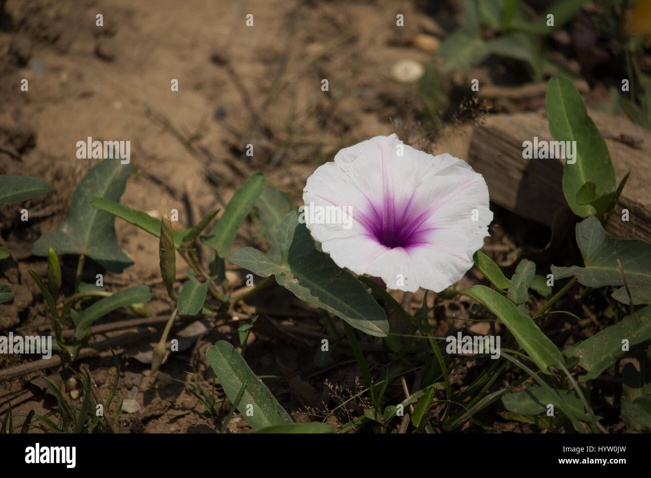 Close up flower of morning glory Stock Photo - Alamy