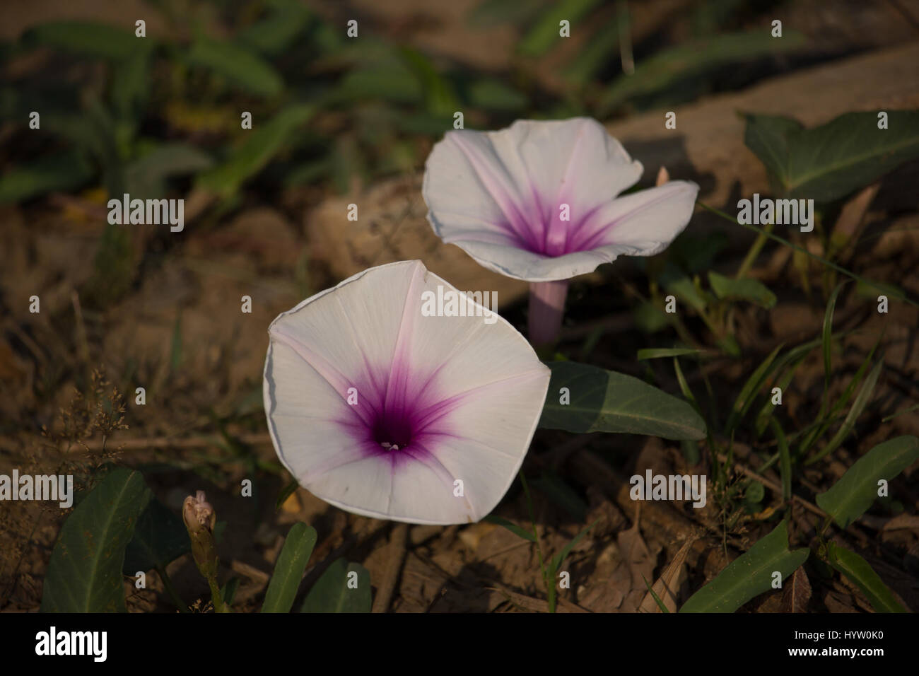 Close up flower of morning glory Stock Photo - Alamy