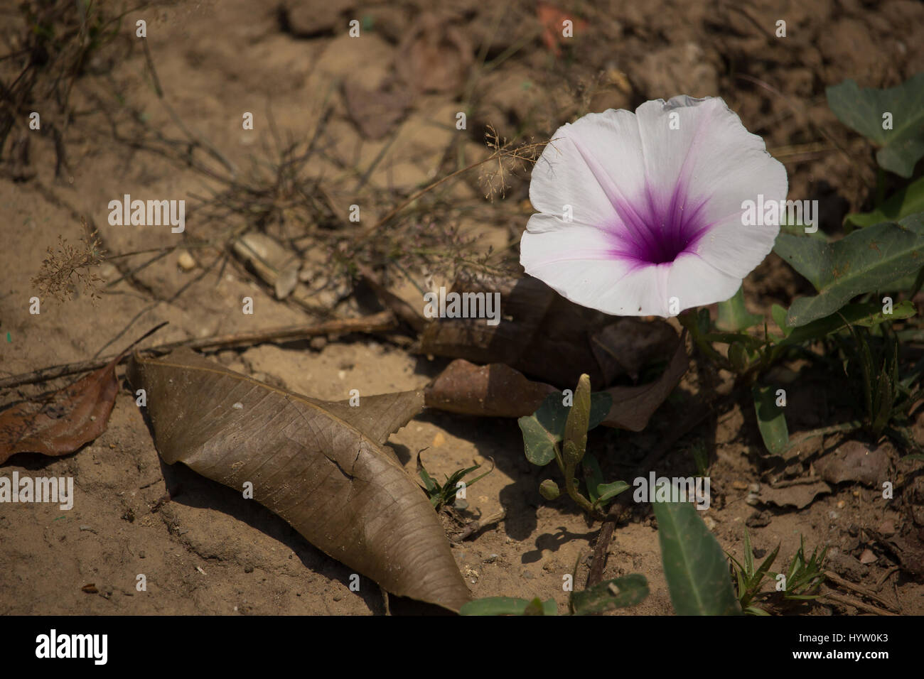 Close up flower of morning glory Stock Photo - Alamy