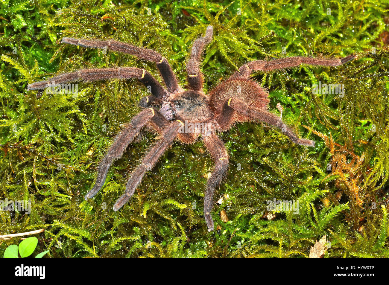 Ephebopus Cyanognathus