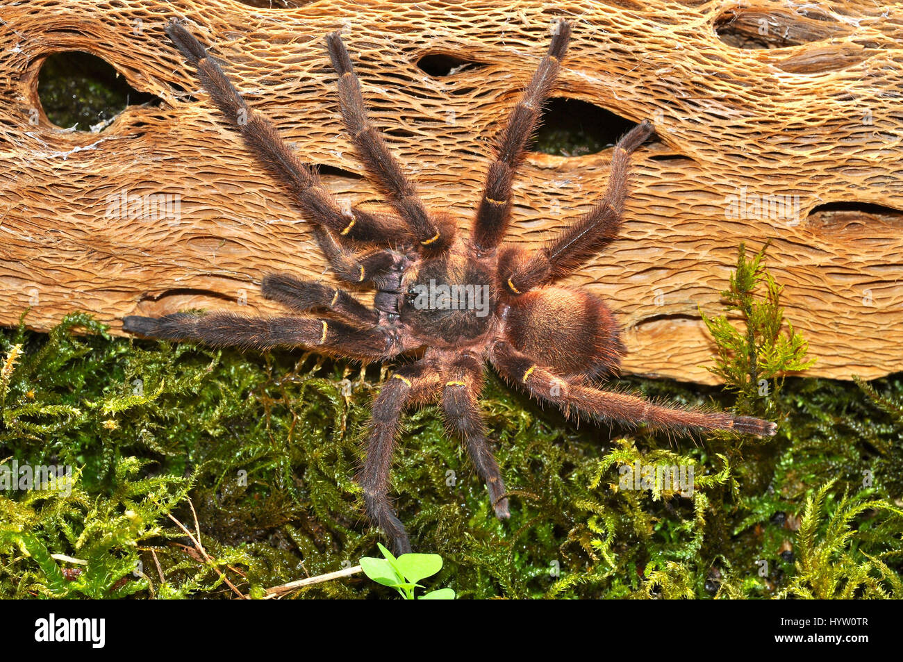 Ephebopus Cyanognathus