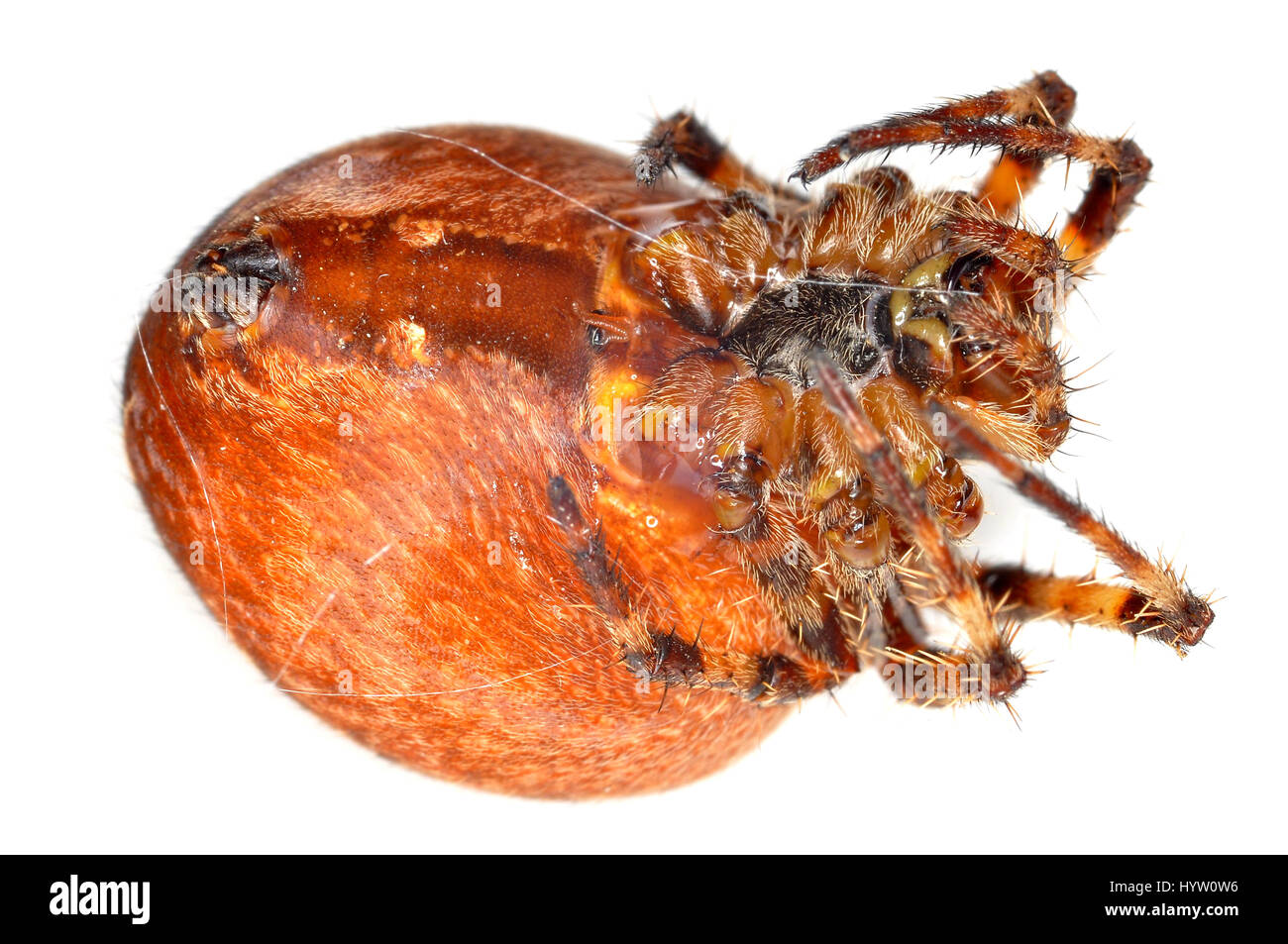 Spider spinneret hi-res stock photography and images - Alamy