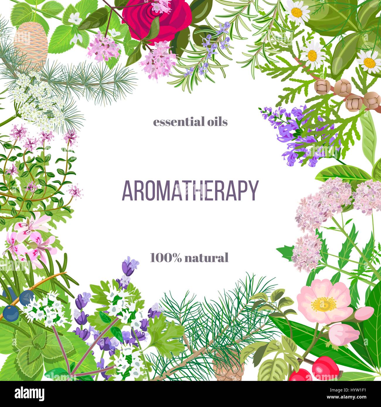 Cedar cypress Stock Vector Images - Alamy