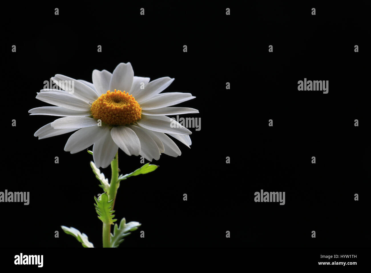 Japanese north pole flower on black Stock Photo - Alamy