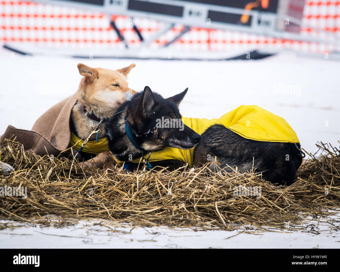 Long distance siberian sled dogs resting in blankets during the race in ...