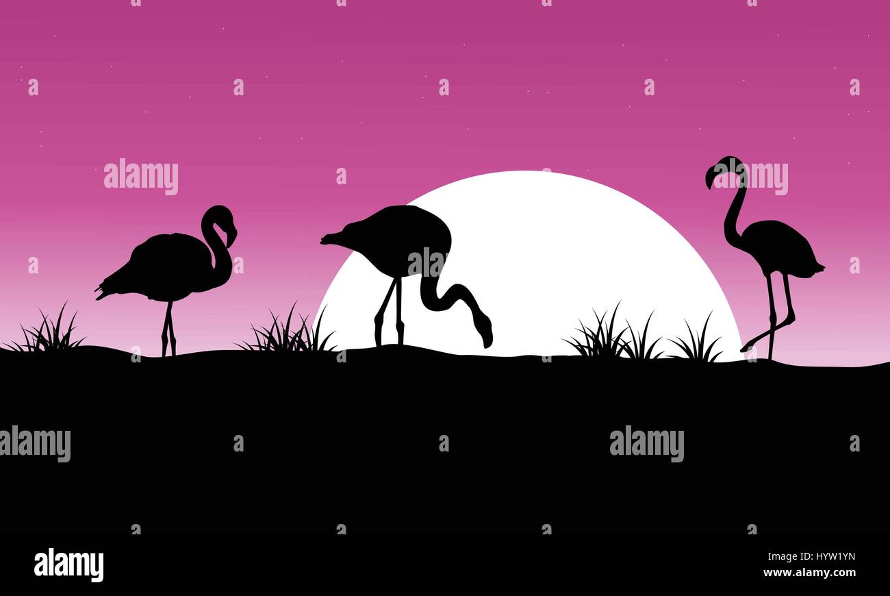 Flamingo At Sunset Stock Photos & Flamingo At Sunset Stock Images - Alamy