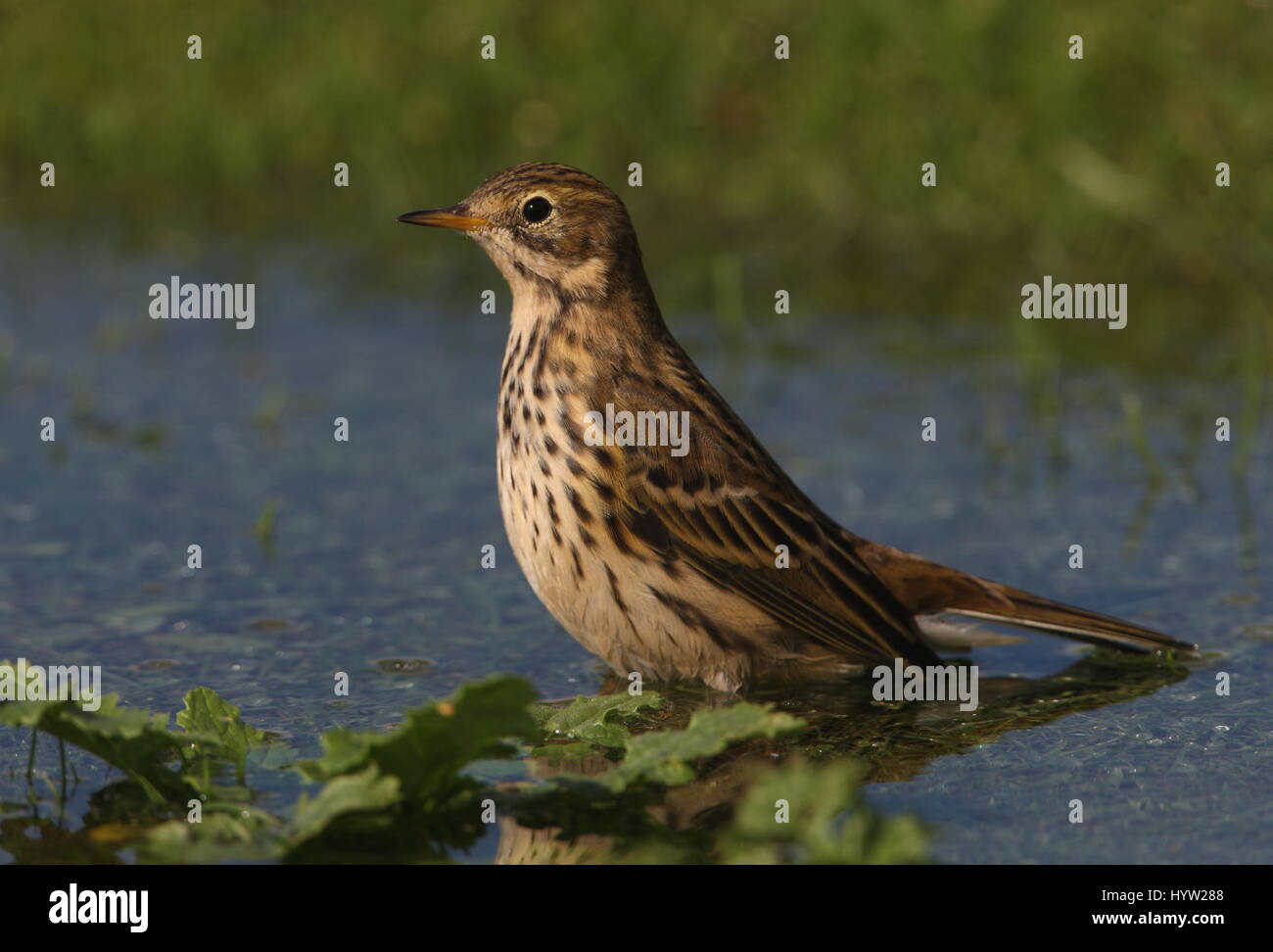 adult bathing in puddle Norfolk September 2010 Stock Photo - Alamy