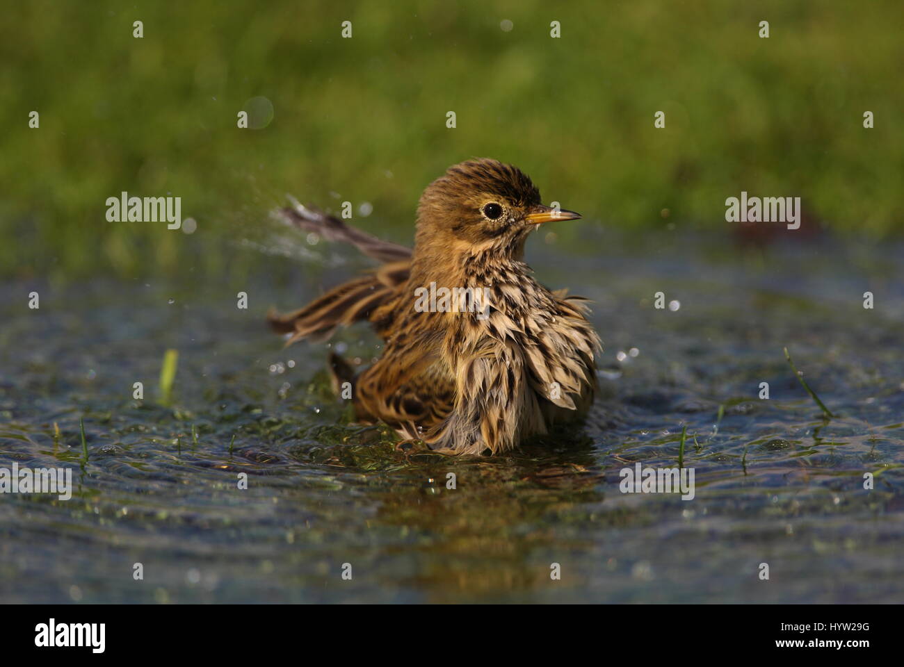 adult bathing in puddle Norfolk September 2010 Stock Photo - Alamy