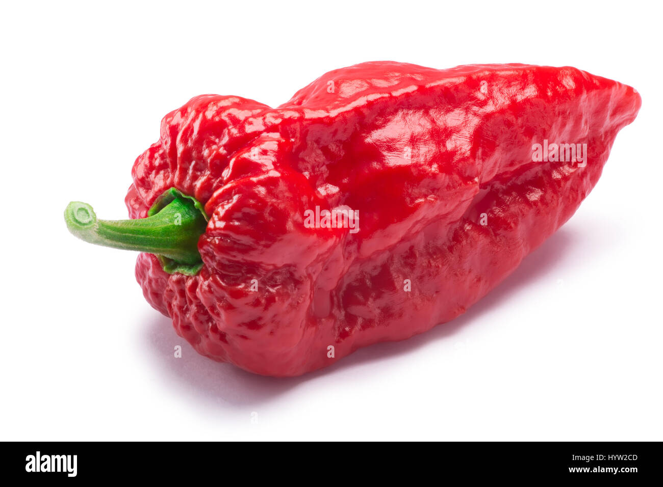 Bhut Jolokia ghost chili pepper (Capsicum frutescens x Capsicum ...