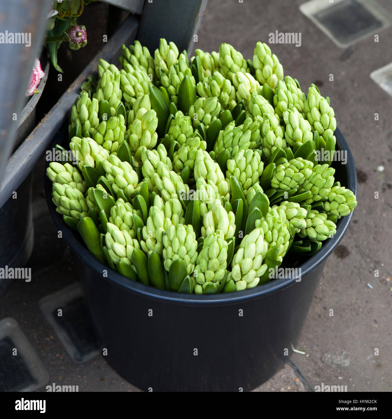 Wallpaper with bucket with green unblown hyacinths. Top view Stock ...