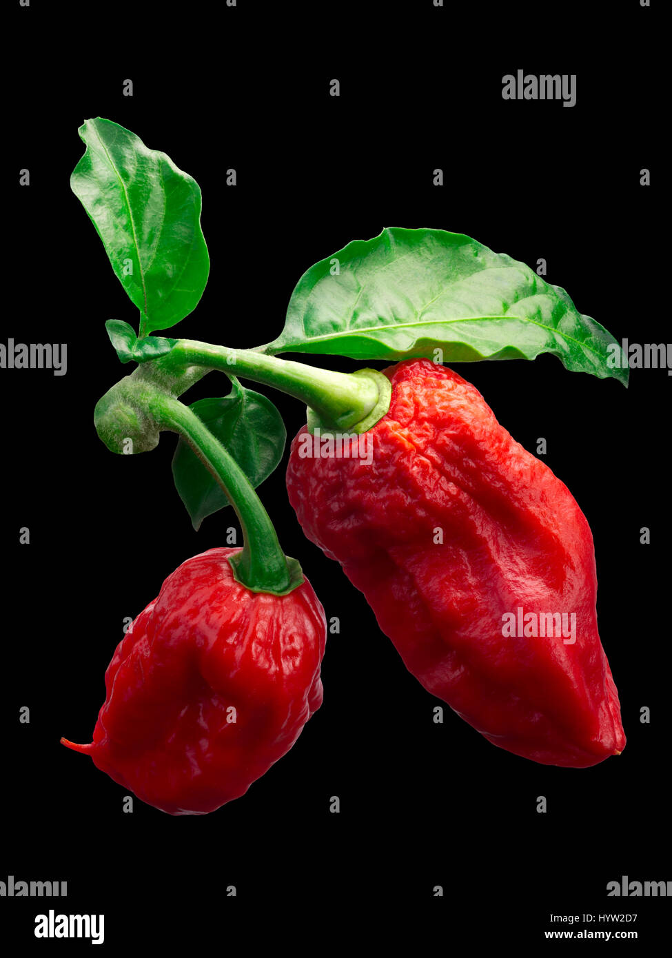 Bhut Jolokia ghost chili peppers (Capsicum frutescens x Capsicum ...