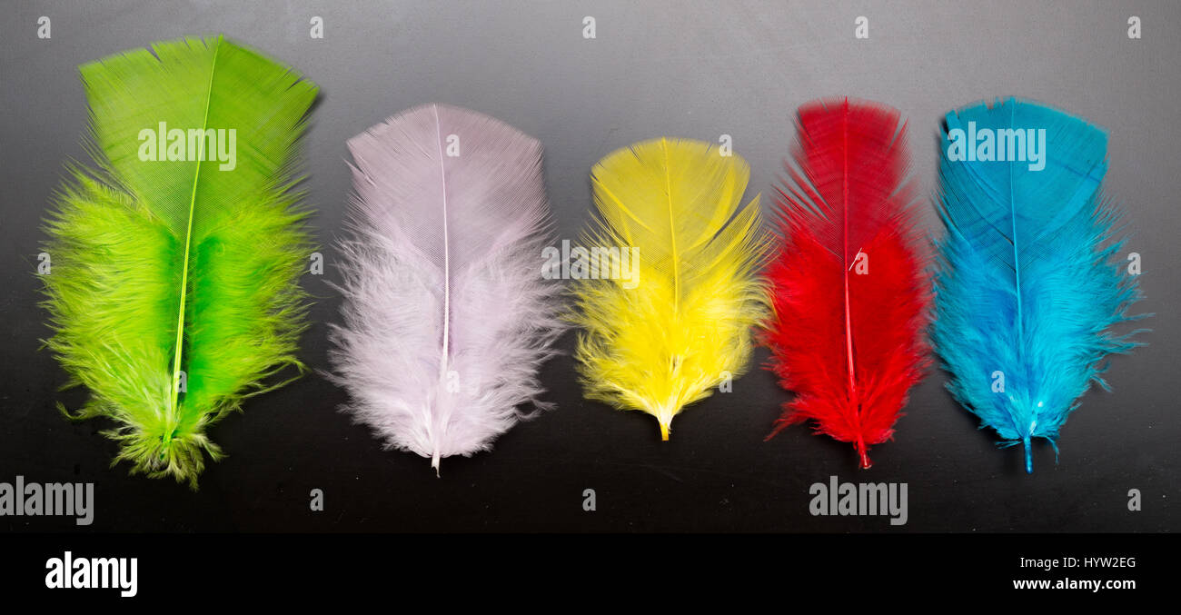 multicolored feathers on black background Stock Photo - Alamy