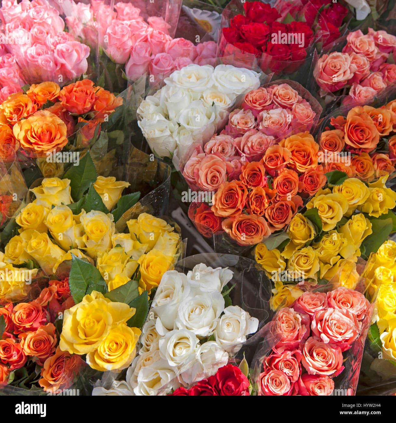 Passion flower varieties hi-res stock photography and images - Alamy