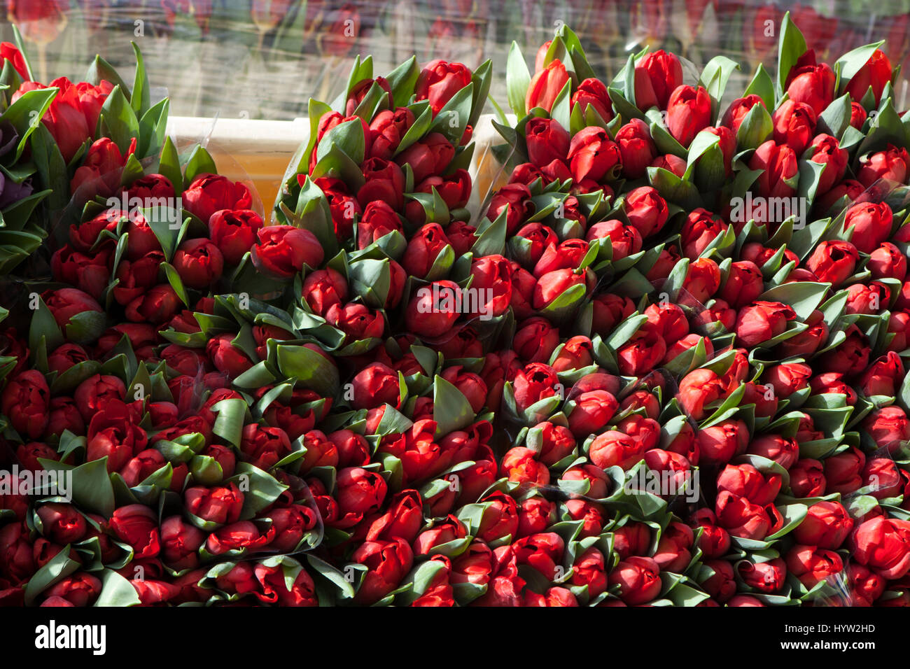 Wallpaper with red tulip. Top view Stock Photo - Alamy