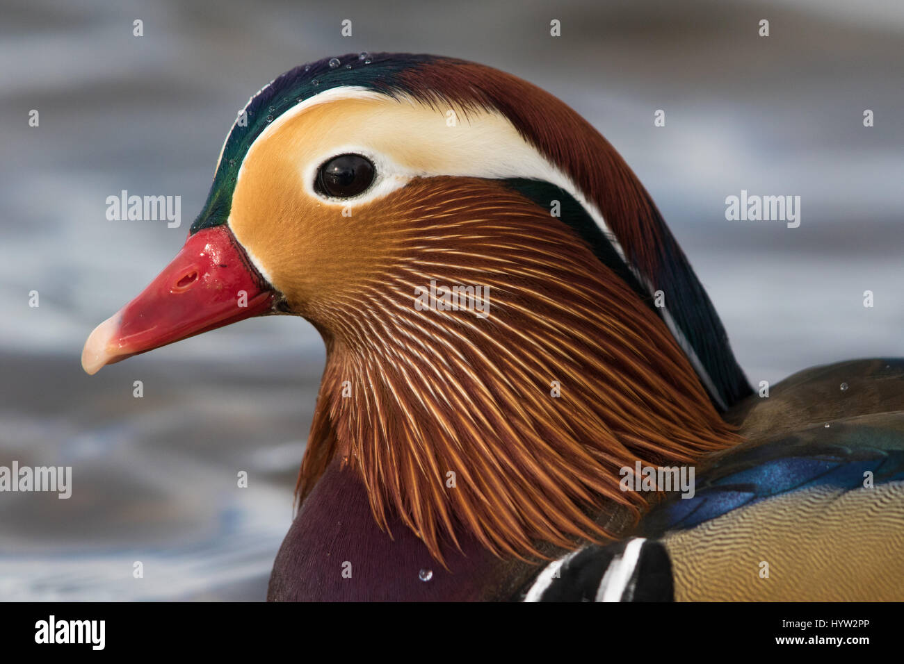 headshot of a male Mandarin Duck (Aix galericulata Stock Photo - Alamy