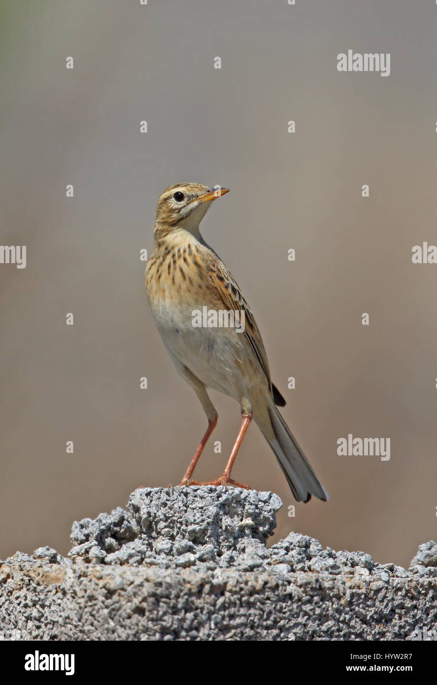 Richards pipit hi-res stock photography and images - Alamy