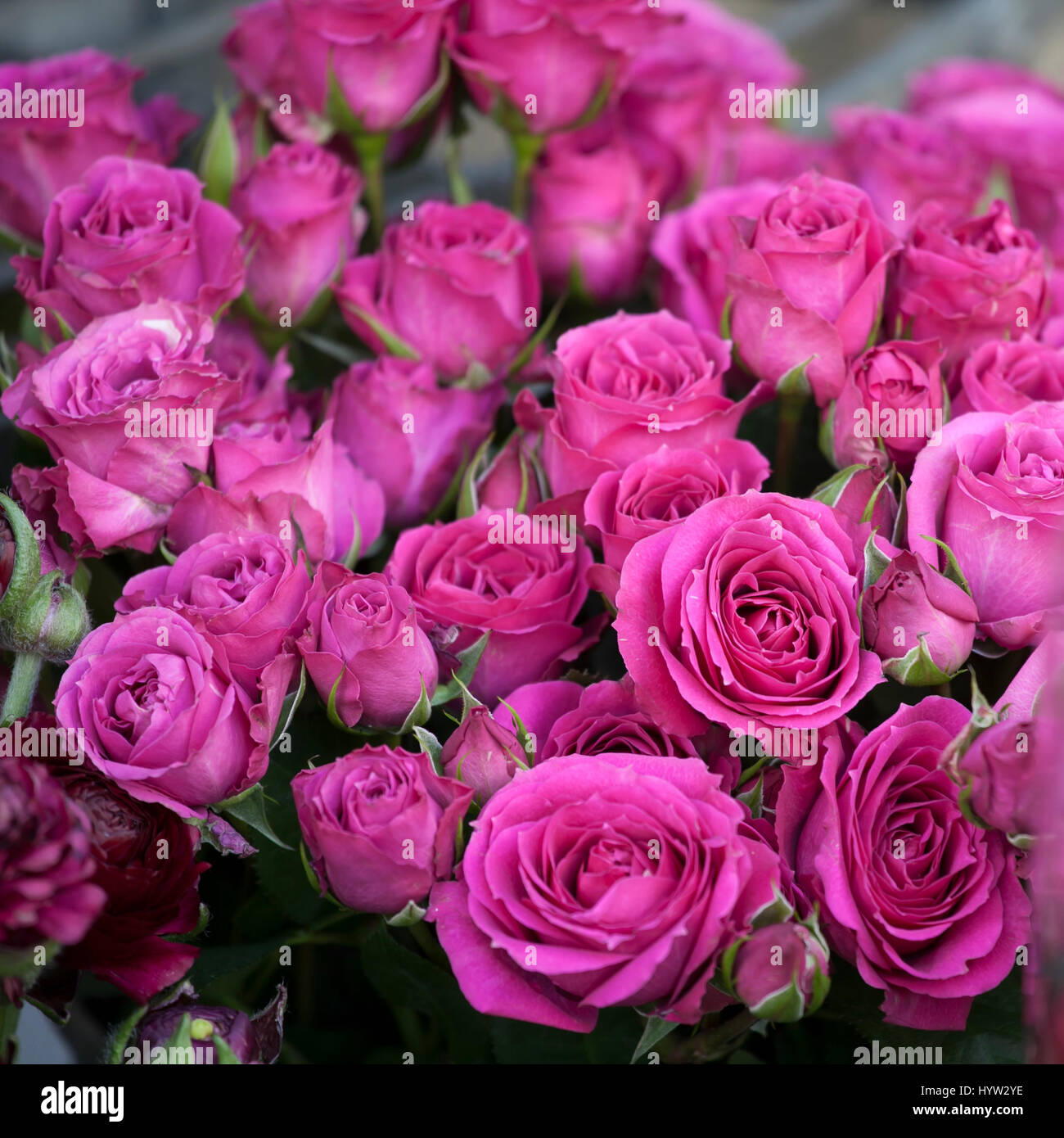 The background with pink violet rose Stock Photo - Alamy