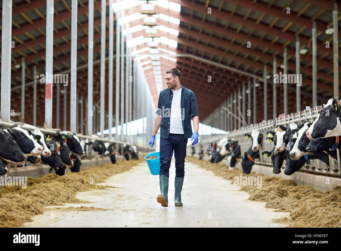cows and man with bucket of hay walking at farm Stock Photo - Alamy