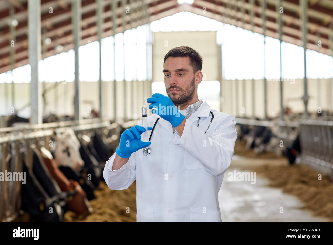 veterinarian with syringe vaccinating cows on farm Stock Photo - Alamy
