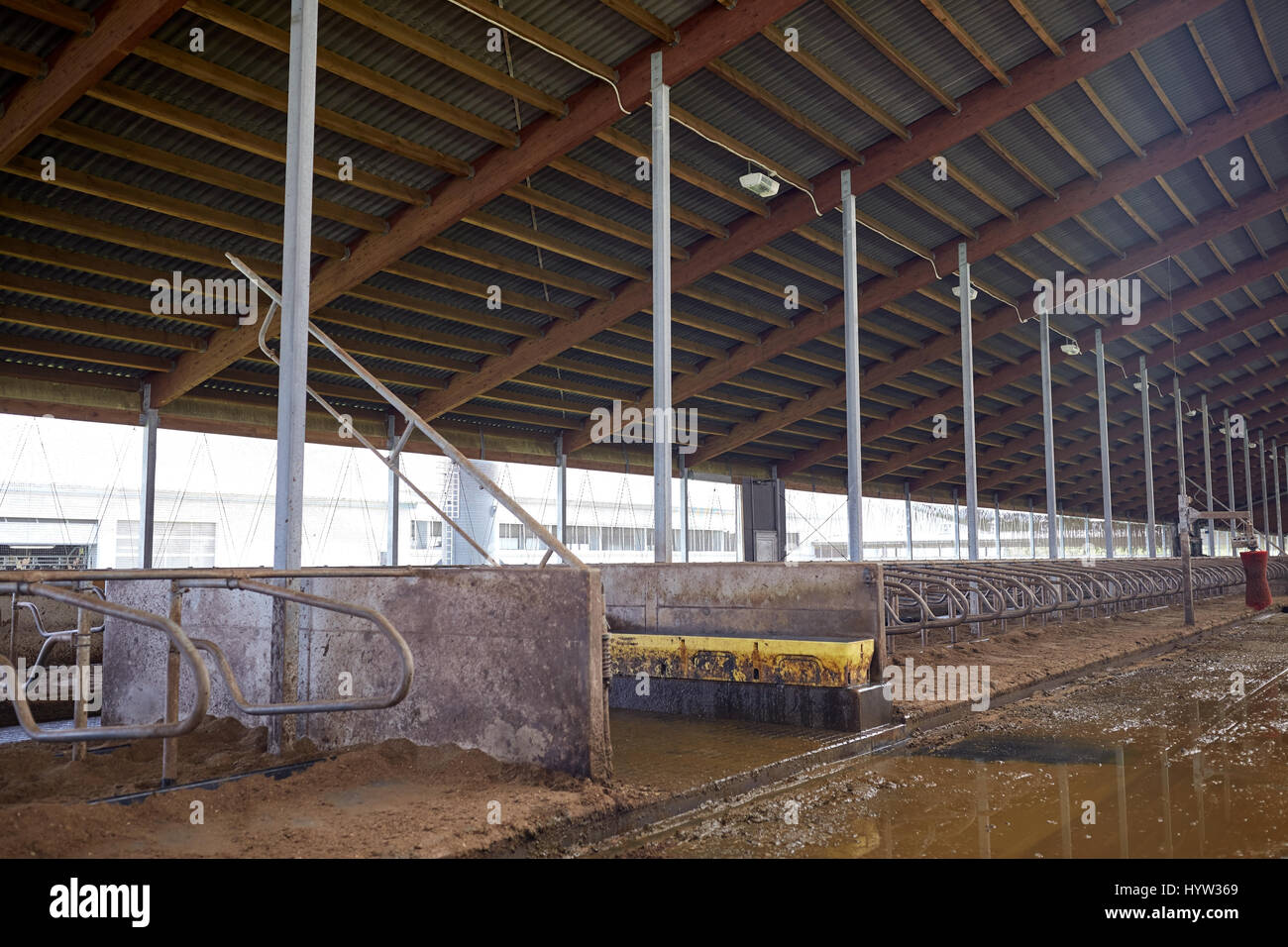 cowshed stable on dairy farm Stock Photo - Alamy