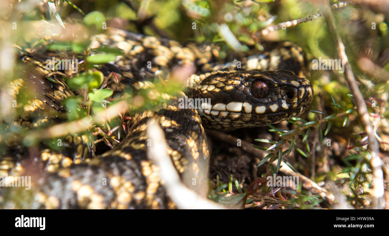 European adder snake hi-res stock photography and images - Alamy