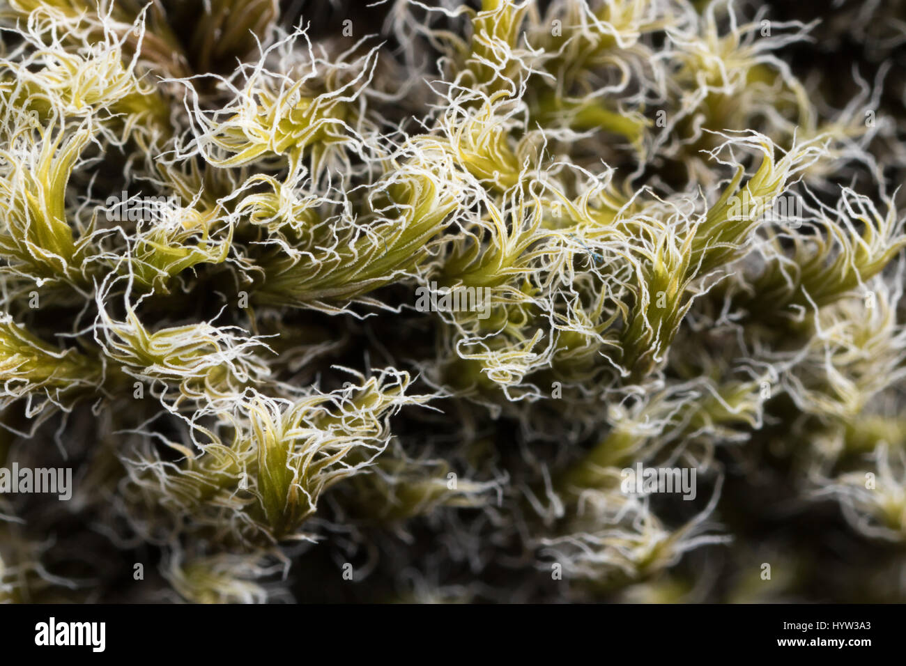 Woolly fringe moss racomitrium lanuginosum hi-res stock photography and ...